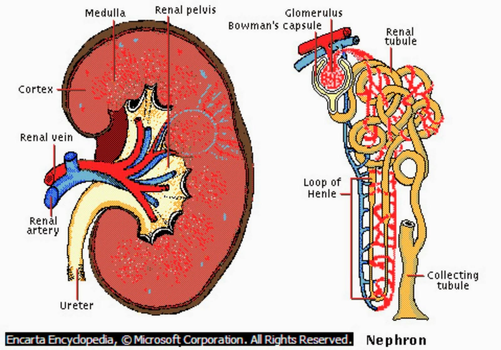 Universal Knowledge: Sistem Ekskresi Manusia